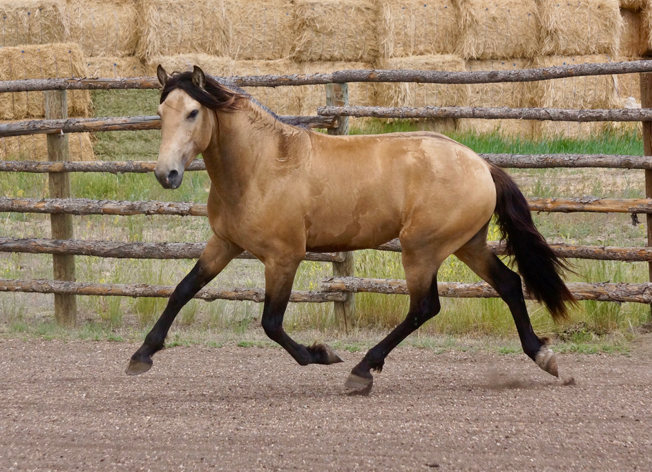 tntlusitanos.com/lusitano/lusitano stallion/azteca/Alberta