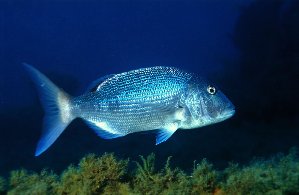 Le Denti, une espèce sensible