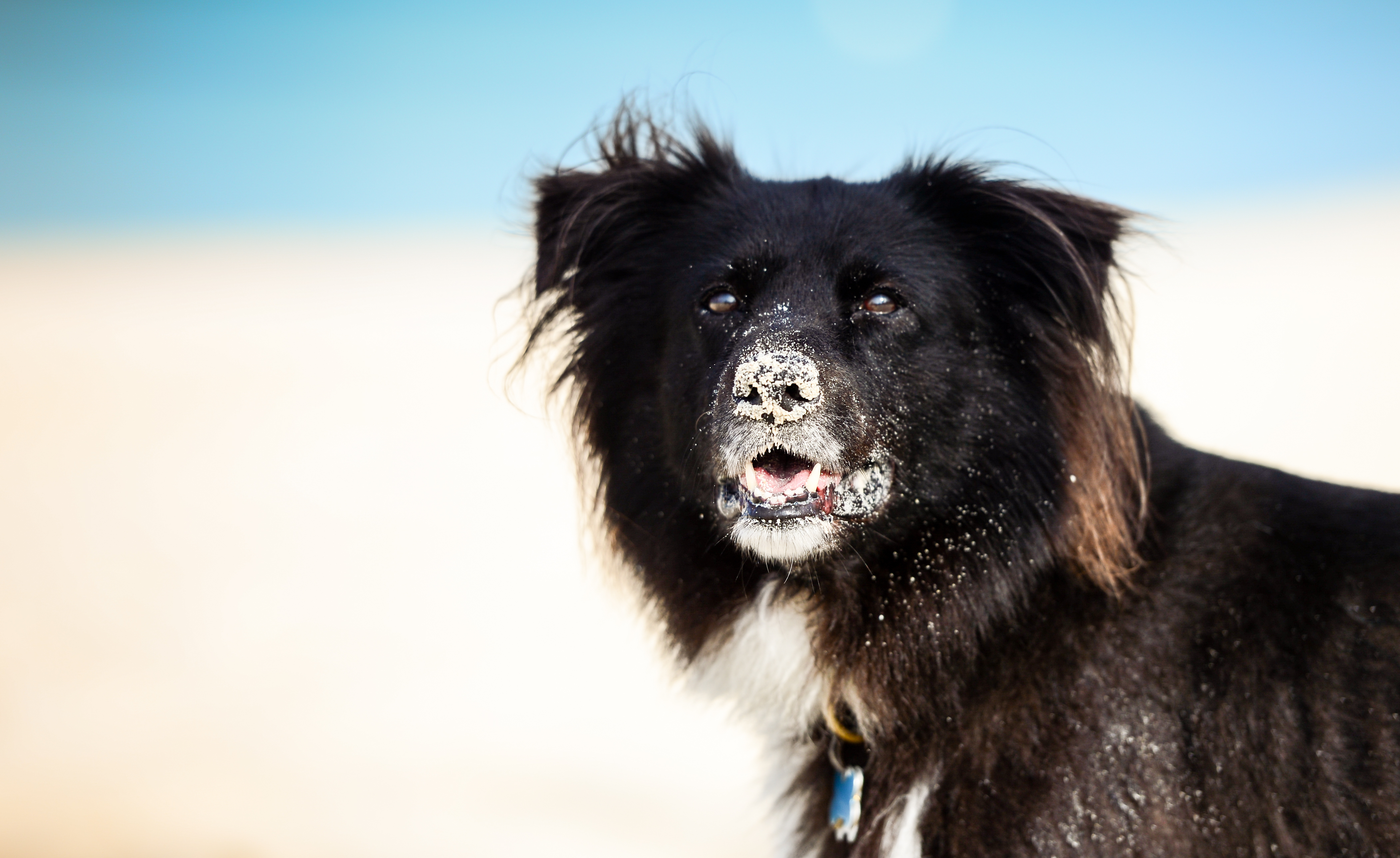 Kmanvets | Kman Vets | George Town | Dr Colin Manson | Cayman Vets