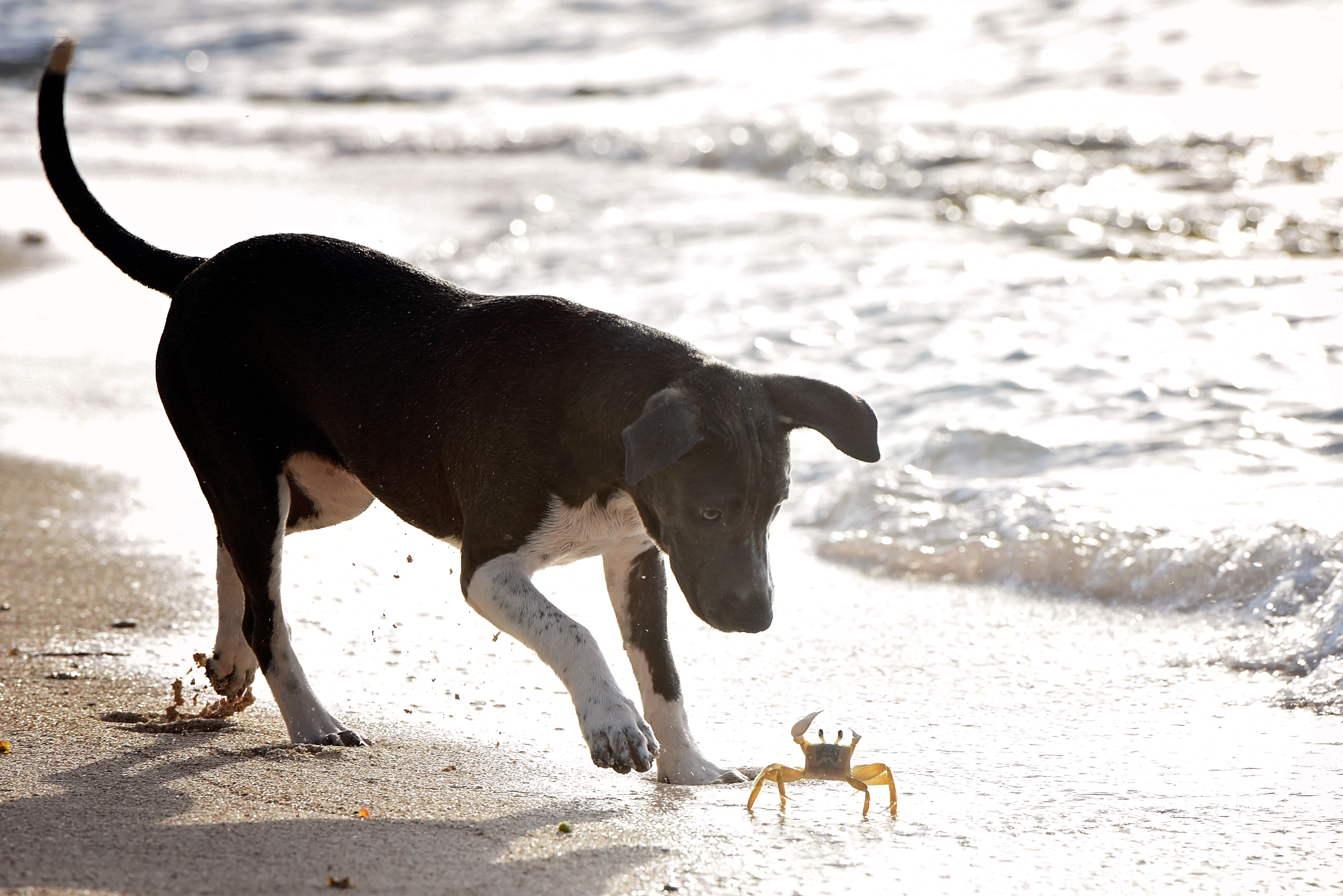 Kmanvets | Kman Vets | George Town | Dr Colin Manson | Cayman Vets