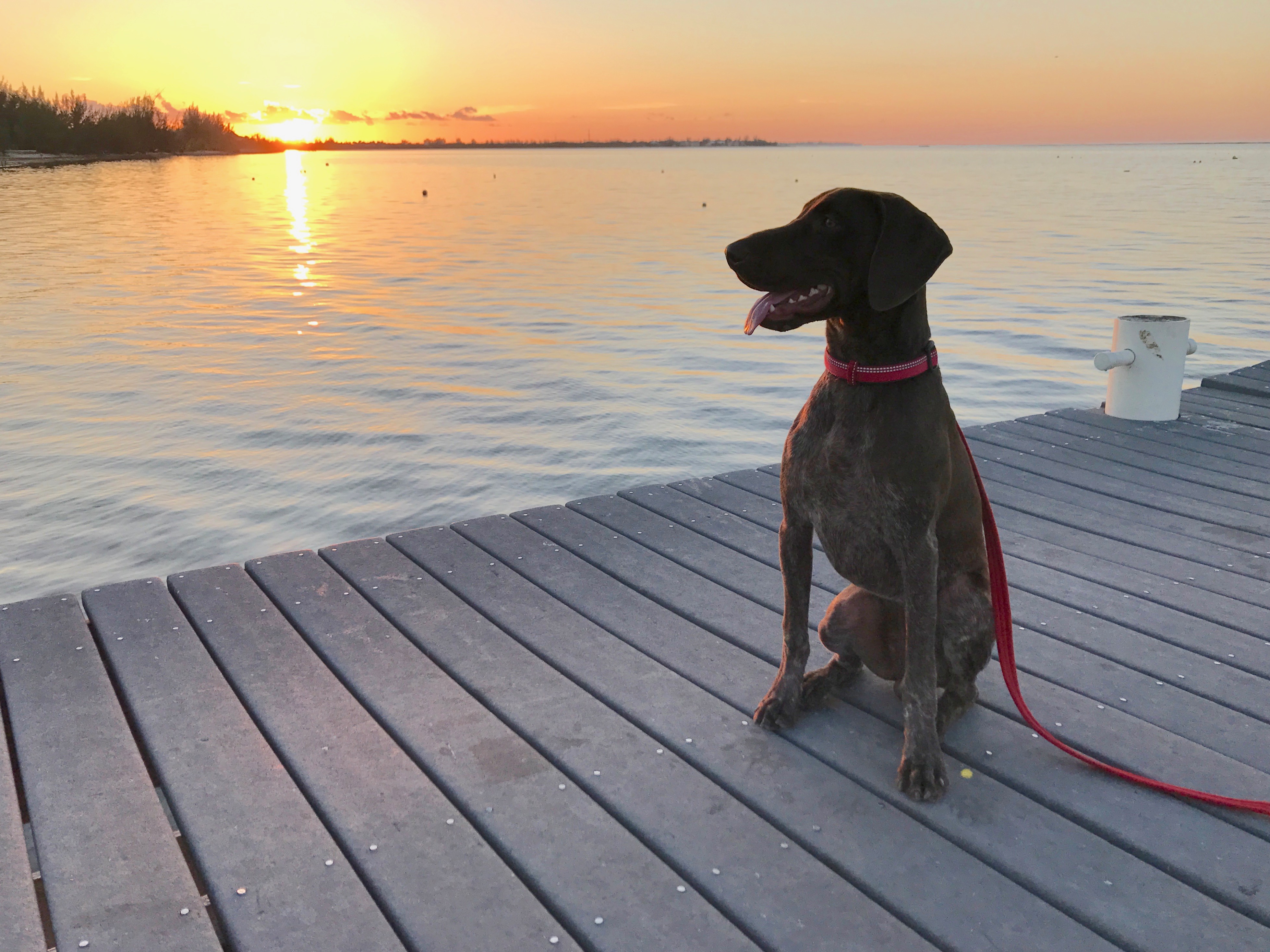 Kmanvets | Kman Vets | George Town | Dr Colin Manson | Cayman Vets