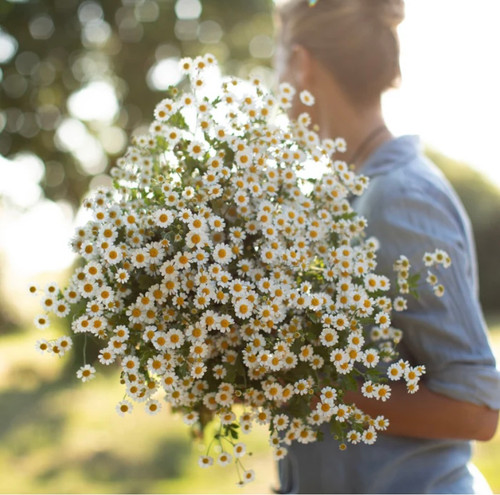 Matricia Campange (6 pack) | Mama Bloom