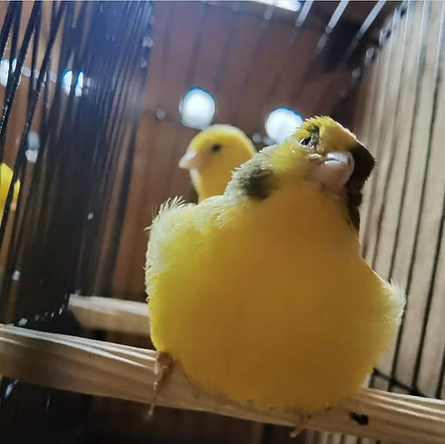 Fife Fancy Canary | The Marsh Stud