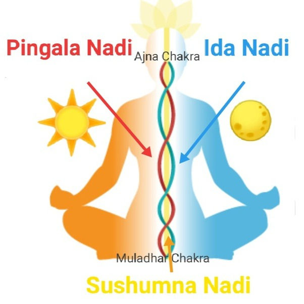 The Anatomy of the Second Body