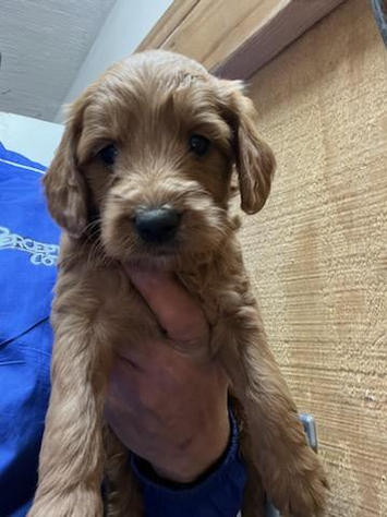 Our Puppies for Sale | Bliss Kennels | Northern New Jersey