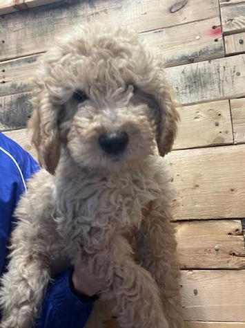 Our Puppies for Sale | Bliss Kennels | Northern New Jersey