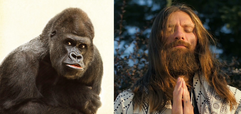 BREAKING: Science proves Apes and Jesus share a common ancestor.