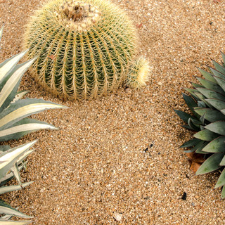 Lawn Conversion | FredricksonLandscape