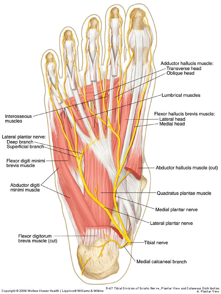Intrinsic Foot Strengthening Exercises