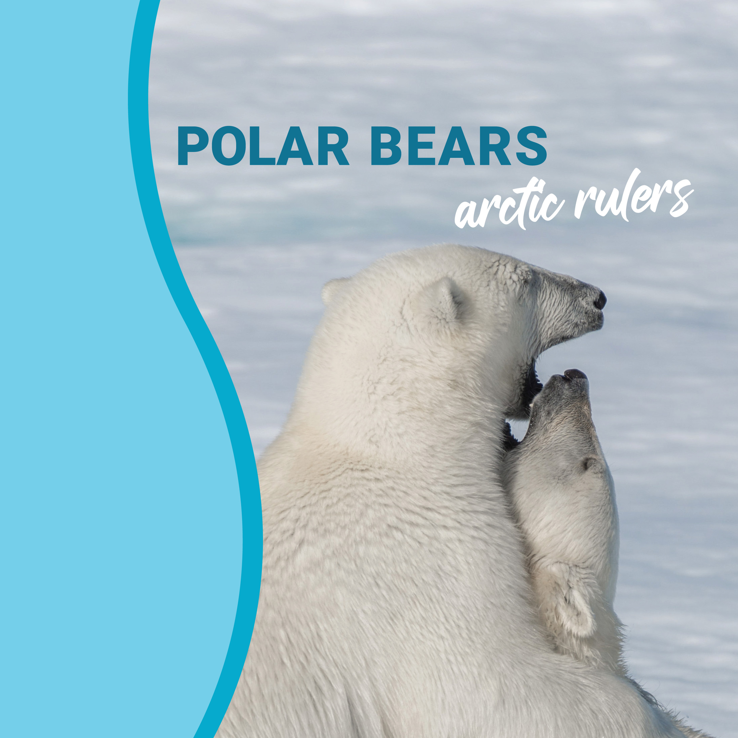 Free Polar Bear Learning Guide | Waterfront Education