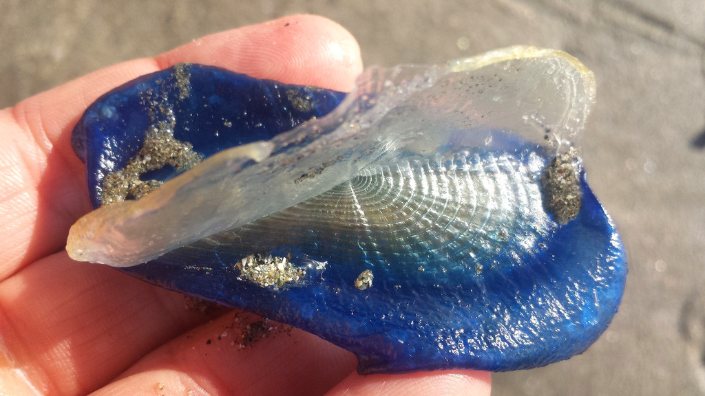 Velella Velella - By the Wind Sailors