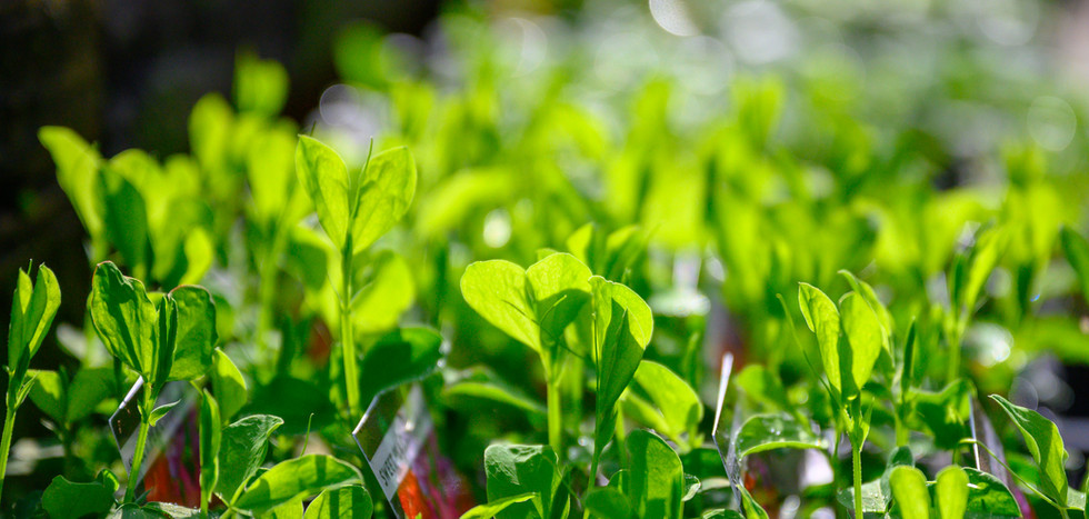 Plants | Peninsula Nursery | South Australia