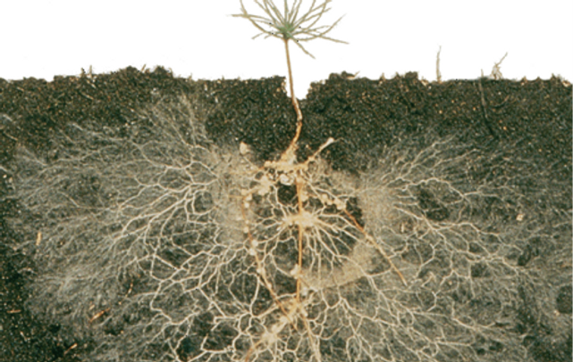 Glomalin - we all depend on fungi | Re Gen Growing