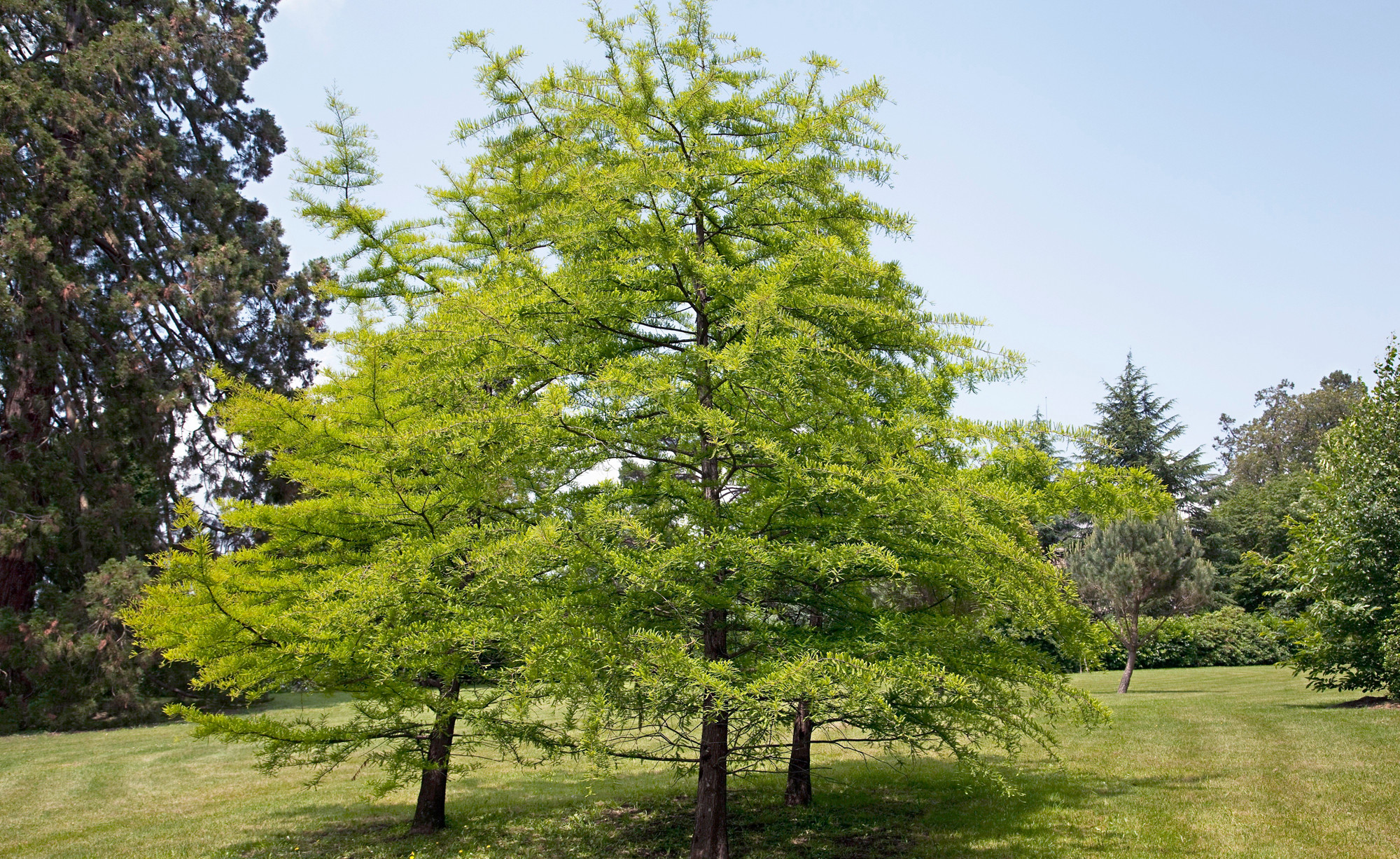 BALD CYPRESS | Naples Tree Walk