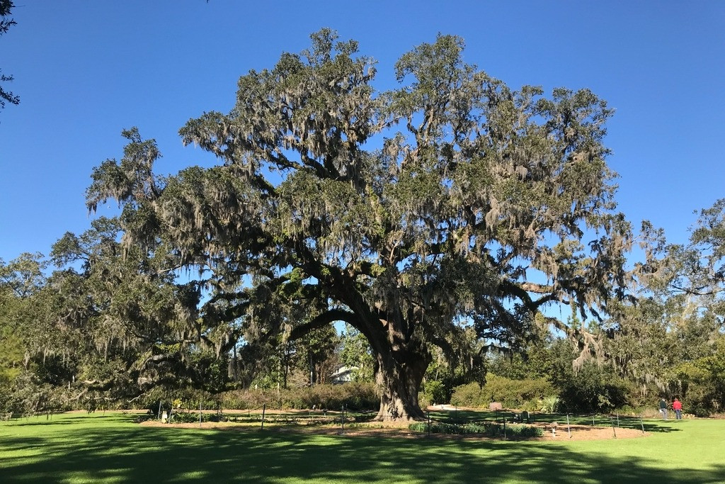 SOUTHERN LIVE OAK | Naples Tree Walk