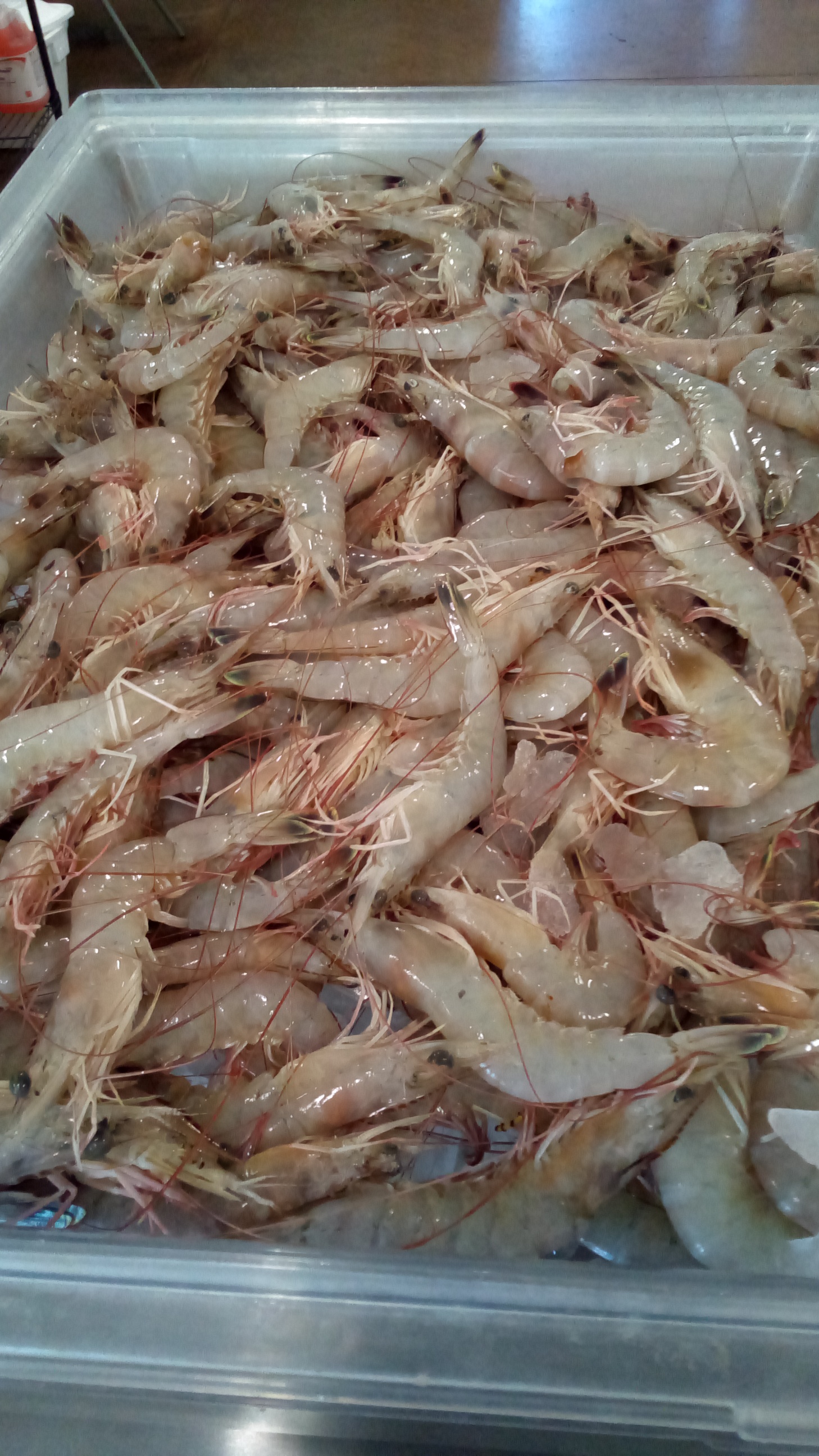 Seafood Market | St. Joe Shrimp Company | Port St. Joe, FL