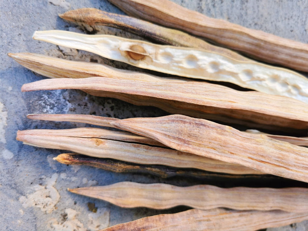 10 Traditional yet surprising uses for Moringa Oleifera