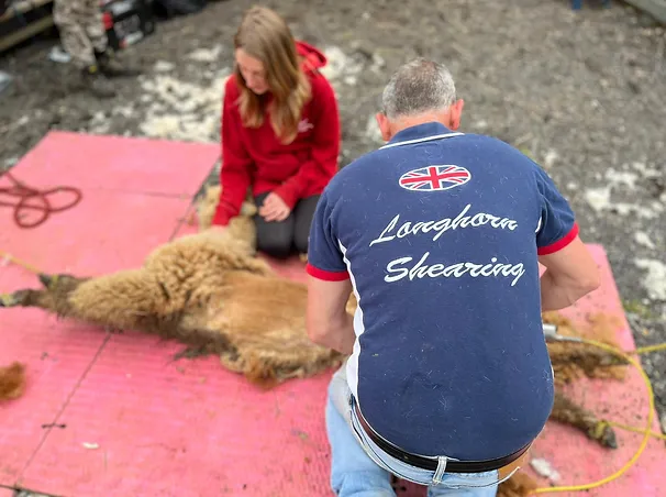 The Alpaca Shearer | Services