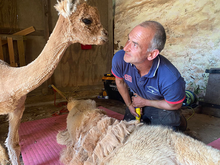 The Alpaca Shearer | Gallery