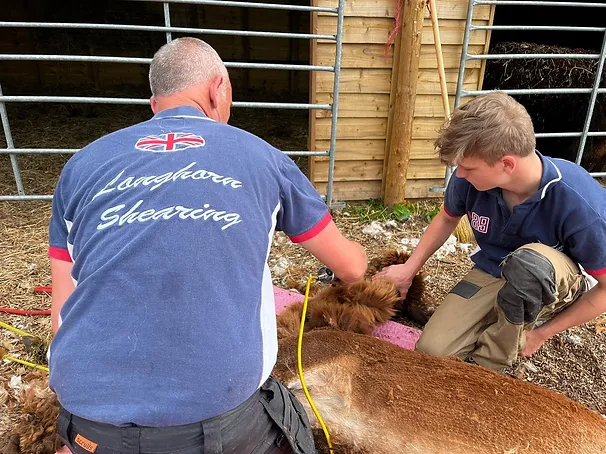 The Alpaca Shearer | Services