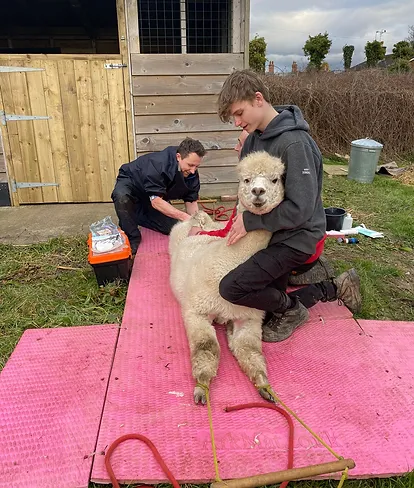 The Alpaca Shearer | Services