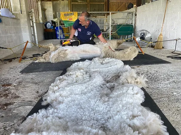The Alpaca Shearer | Services