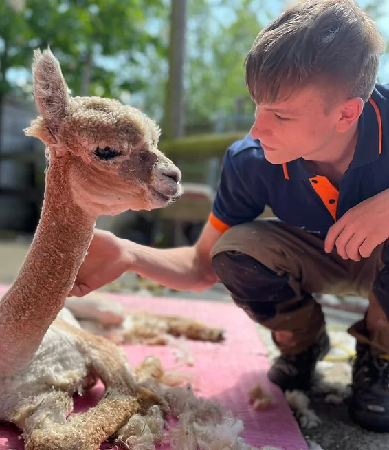 The Alpaca Shearer | About