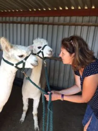 The Alpaca Shearer | About