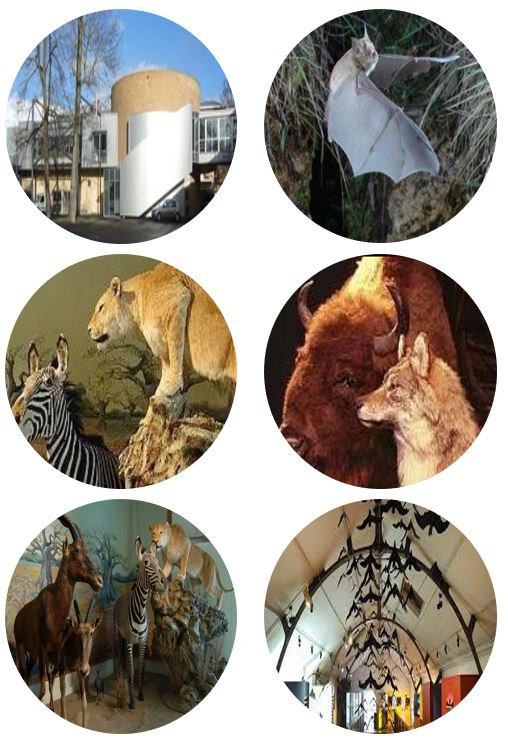 Muséum d'histoire naturelle Gabriel Foucher