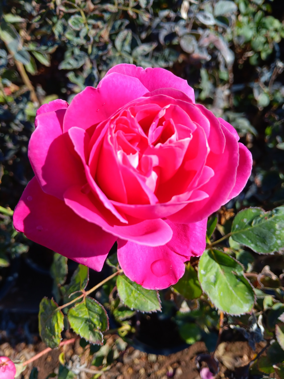 Multicolored Creations Rose Trees | Roses | 17540 W Dale Ln, Surprise ...