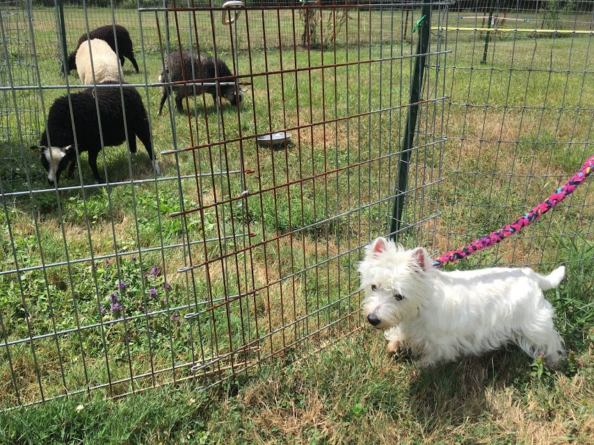 AKC Farm Dog | United States | Farm Dog and Sheepherding Consortium