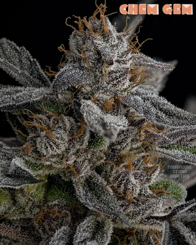 Chem Gem - 12 Seeds | Texan Hemp