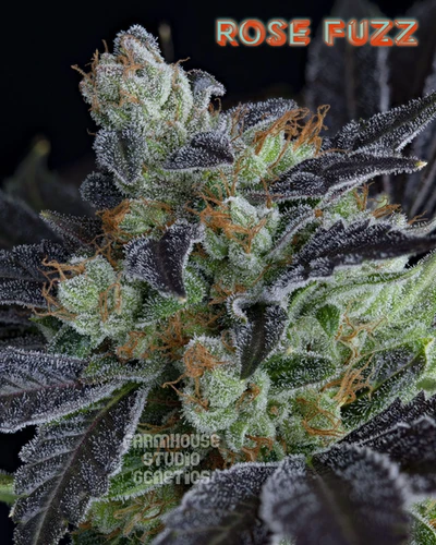 Rose Fuzz - 12 Seeds | Texan Hemp