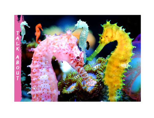 Talk About Card - Seahorses | ASM Eclipse