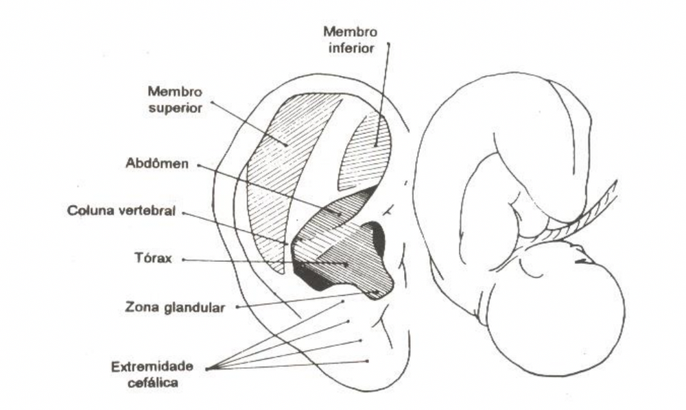 AURICULOTERAPIA FRANCESA