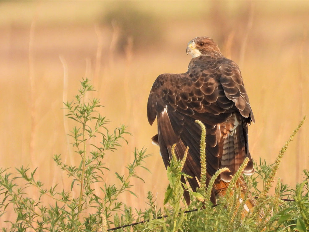Swainson's Hawk Migration Begins