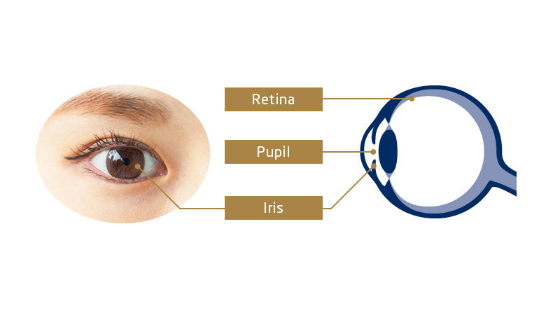 What is the Difference Between Iris Identification Technology and ...
