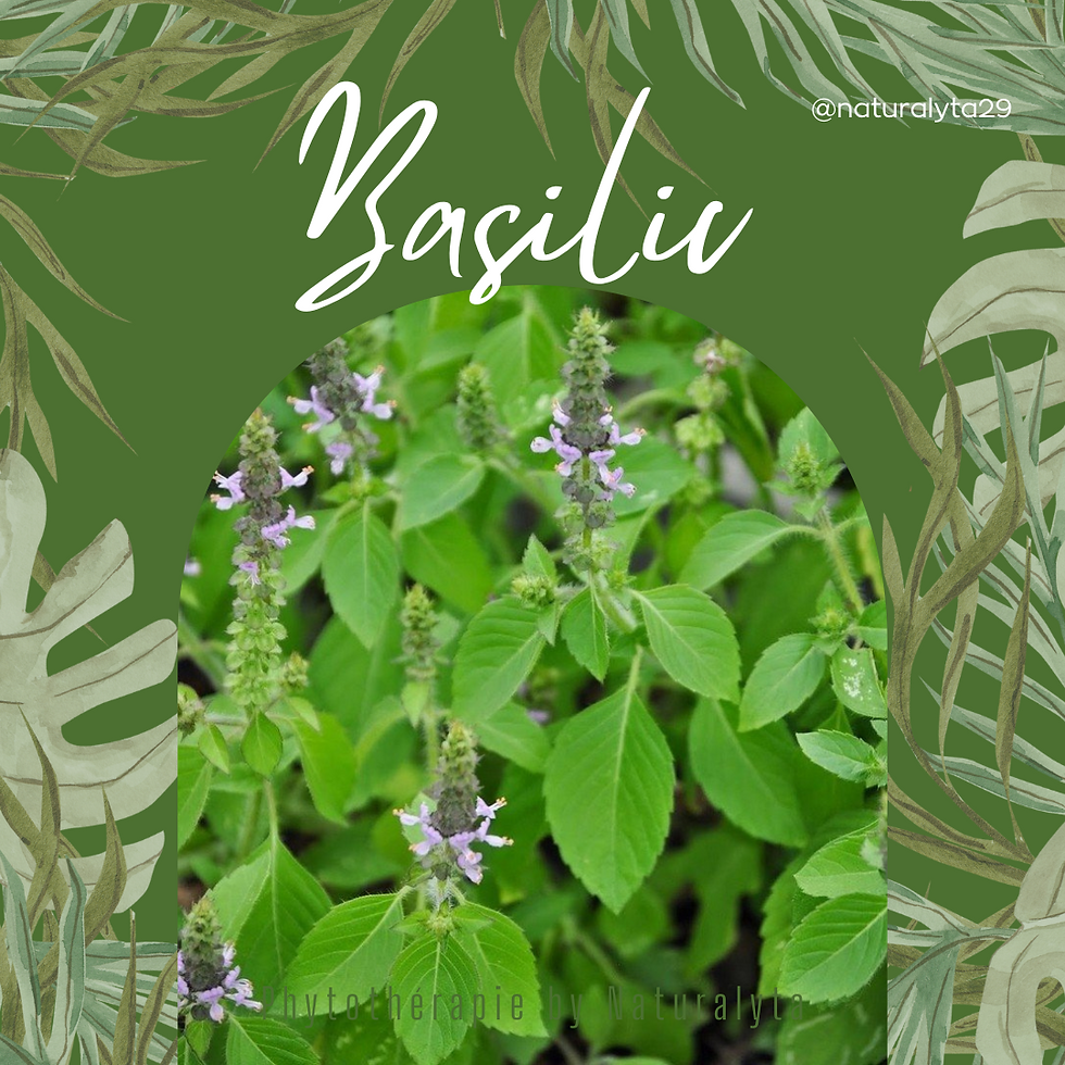 🌿Le basilic sacré ou Tulsi (Ocimum sanctum)🌿