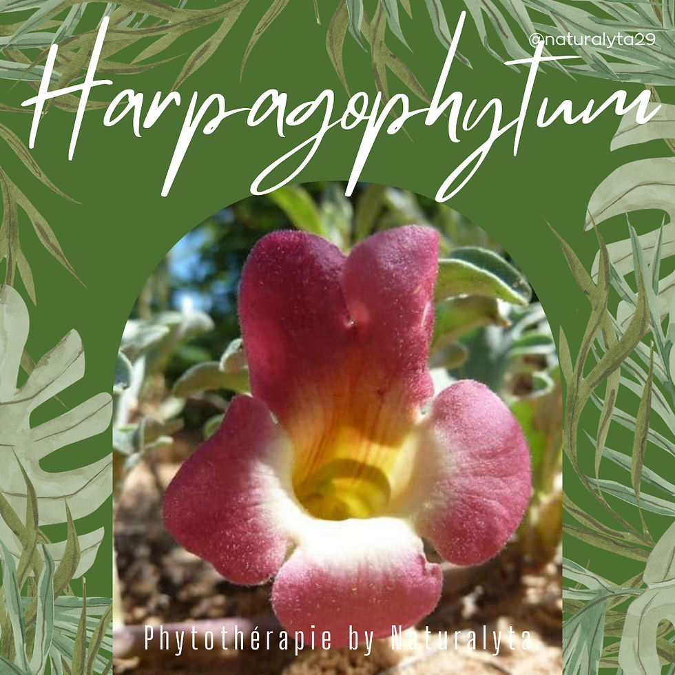 🌿La Griffe du Diable ou Harpagophytum (Harpagophytum Prucumbens)🌿