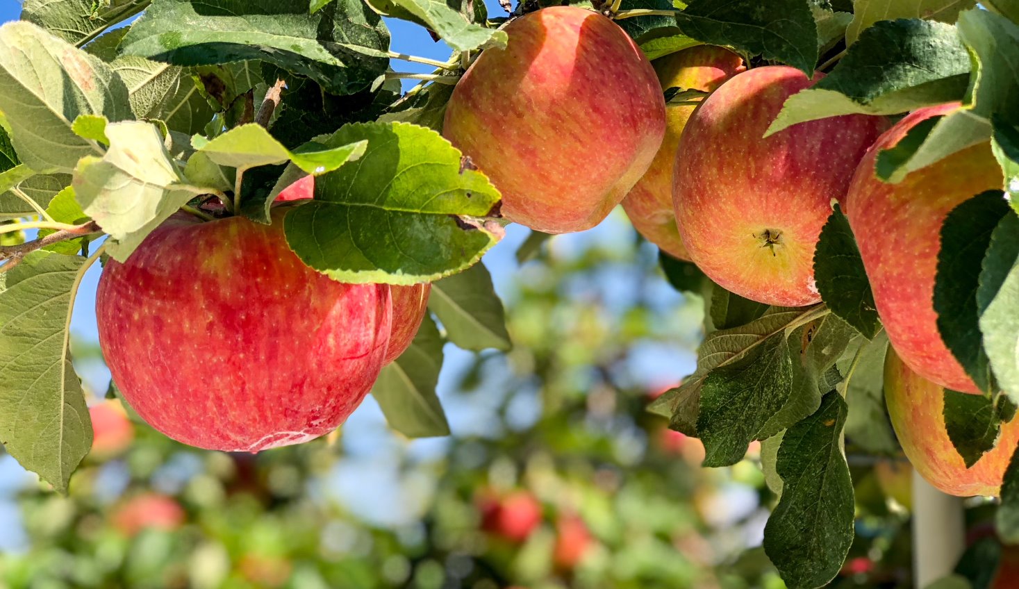 Zirkle Fruit Company