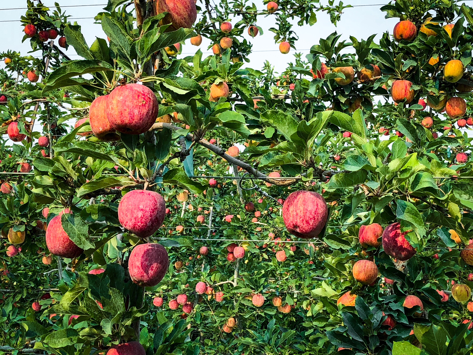 Zirkle Fruit Company