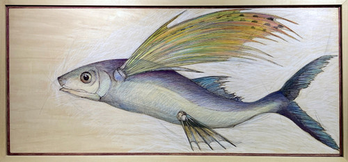 Rainbow Flying Fish | Bourne-Schweitzer
