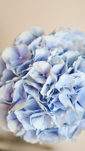 All Products | Bri Flowers