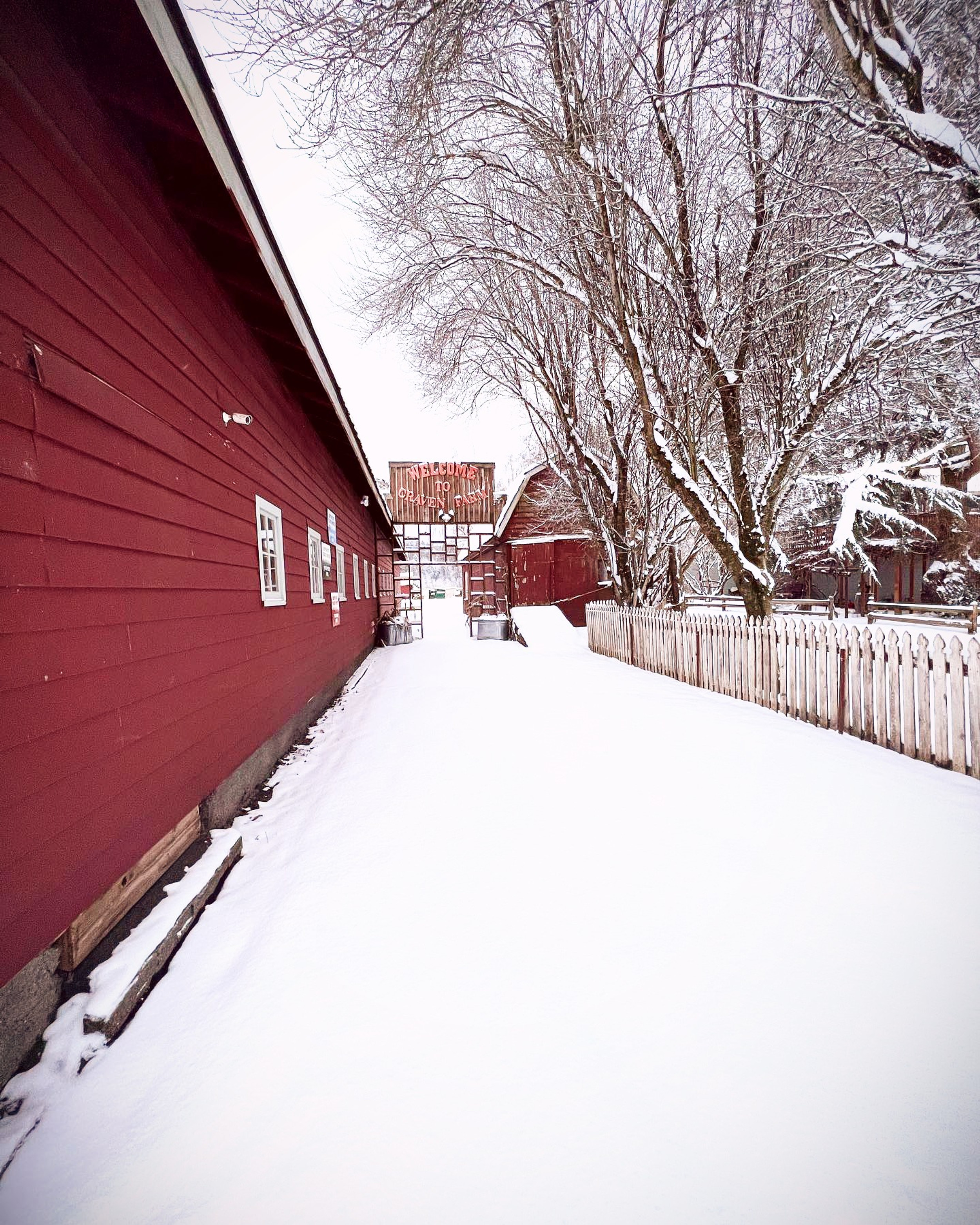 Christmas Trees at Craven Farm