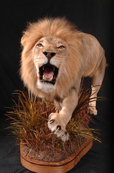 African | legendstaxidermy