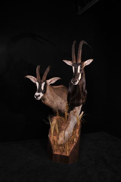 African | legendstaxidermy