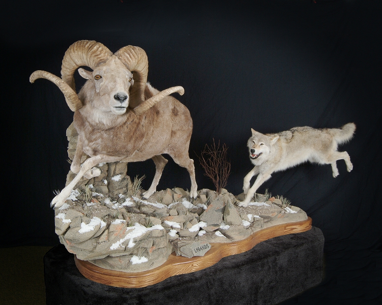 Europe / South Pacific | legendstaxidermy