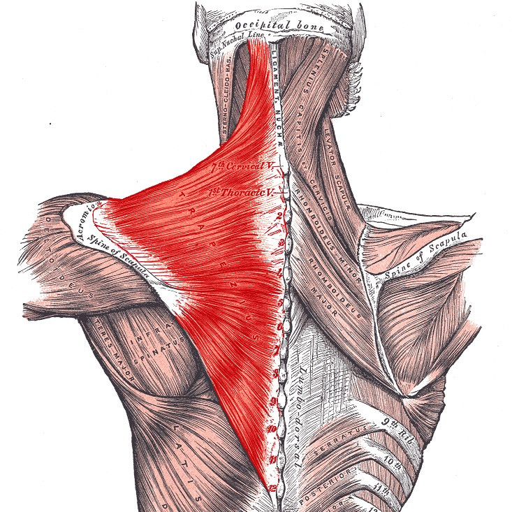 Meet Your Muscles: Trapezius