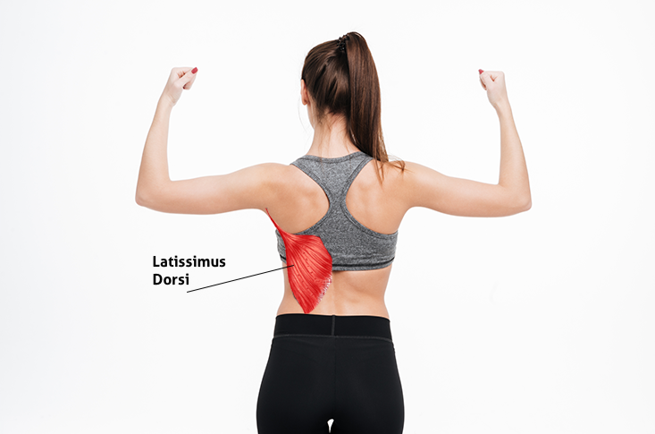 Meet Your Muscles: The Lats (Latissimus Dorsi)