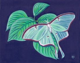 Kate Rice Art | Nature Artist